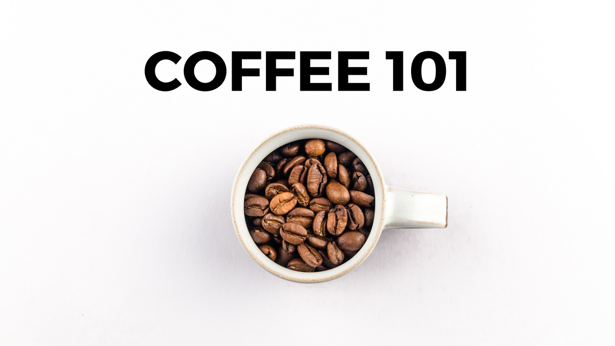 Welcome to Coffee 101: Module 1 – Stella Coffee Los Angeles